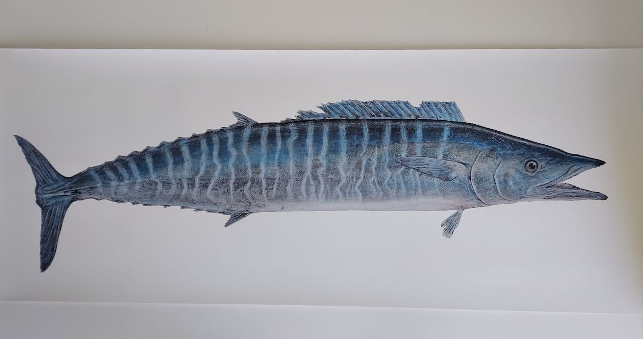 Ono Fish Hawaii Ono Fish, Ono Seafood, Buy Wahoo Steak Online